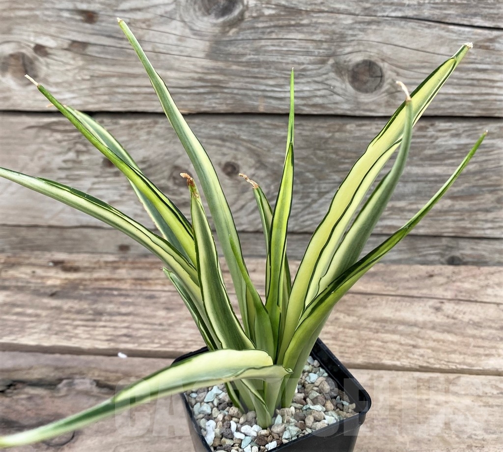 SHPR24341 Sansevieria trifasciata 'Parva Lancet - Кактус онлайн