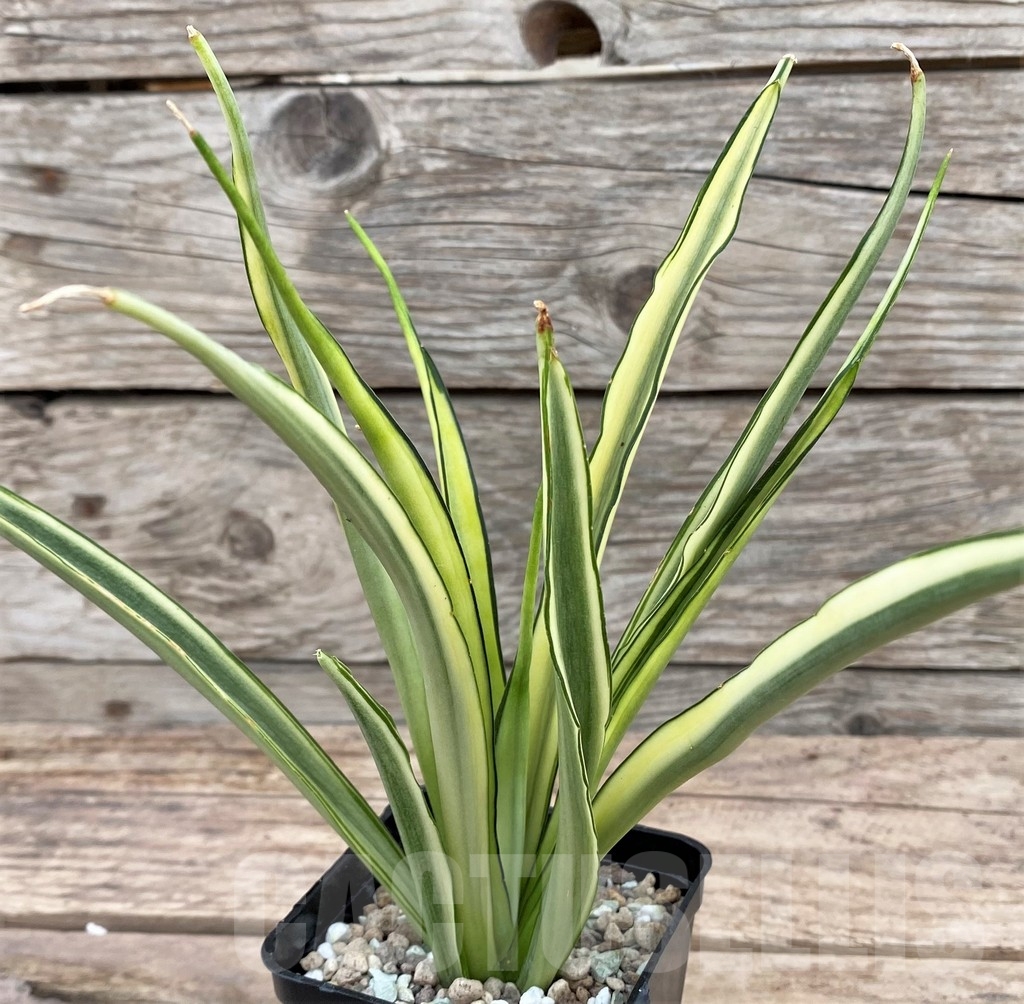 SHPR24341 Sansevieria trifasciata 'Parva Lancet - Кактус онлайн