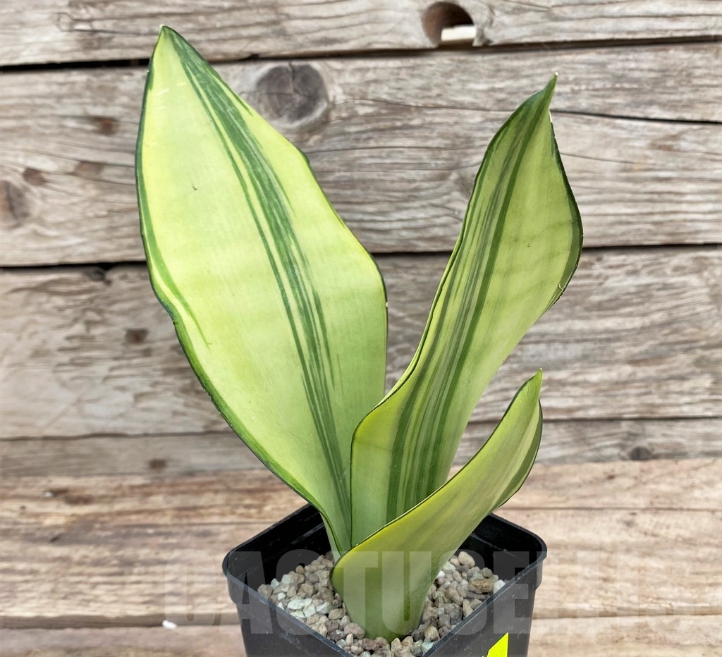 SHPR24342 Sansevieria 'Moonshine' f. variegata - Кактус онлайн