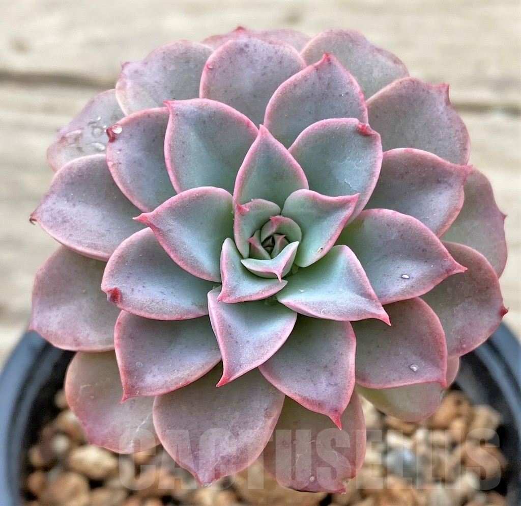 SHPR24355 Echeveria ‘Fantastic fountain’ – Cactus-online