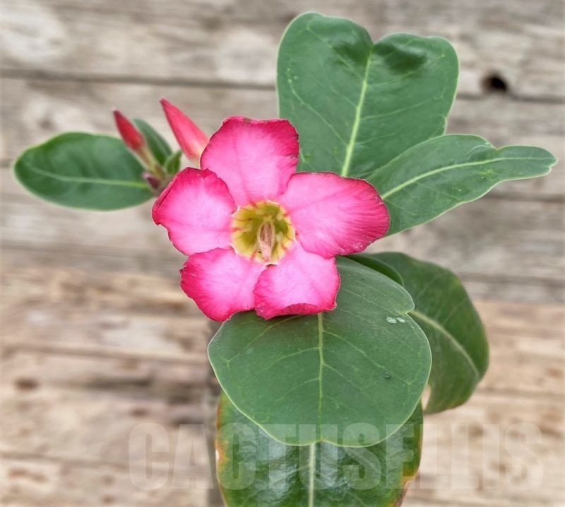 SHPR24358 Adenium arabicum ‘Desert Night Fork’ – Cactus-online