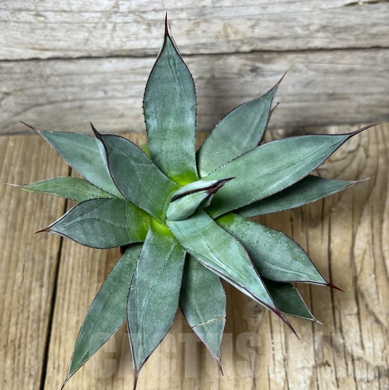 SHPR23230 Agave 'Blue Emperor' - Кактус онлайн