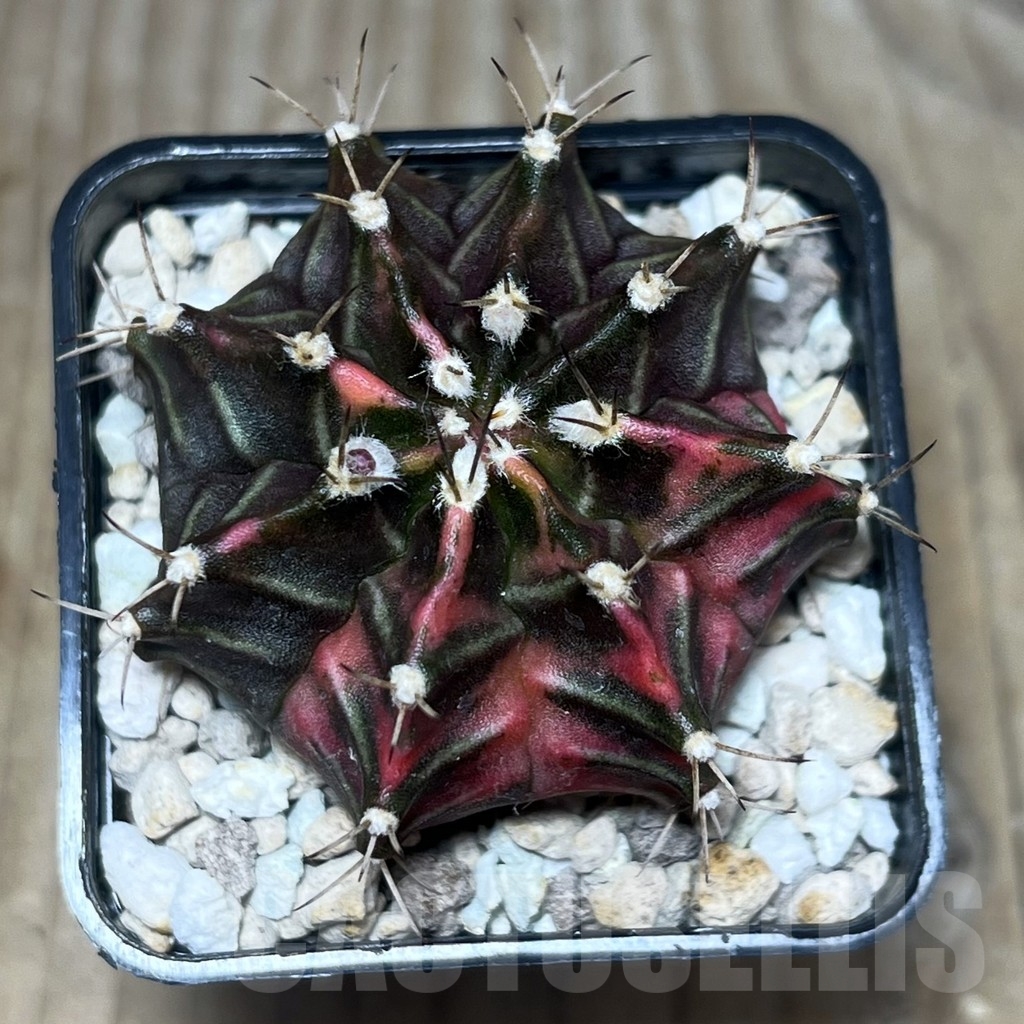 SHPR23396 Gymnocalycium friedrichii f. variegata, seedling – Cactus-online