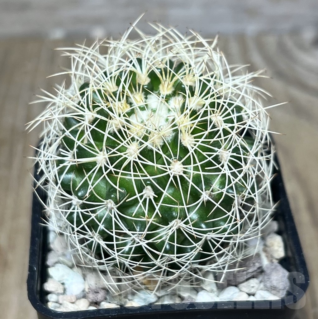 SHPR23404 Discocactus araneispinus – Cactus-online