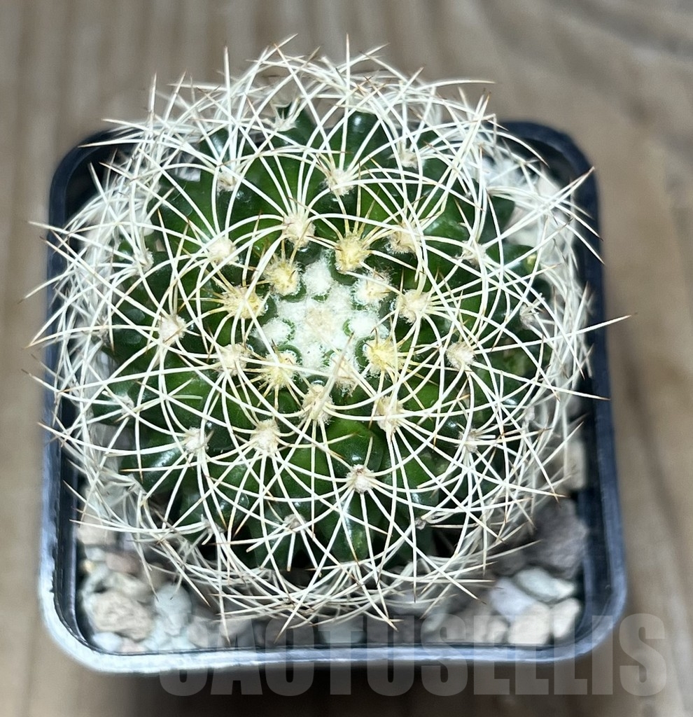 SHPR23404 Discocactus araneispinus – Cactus-online