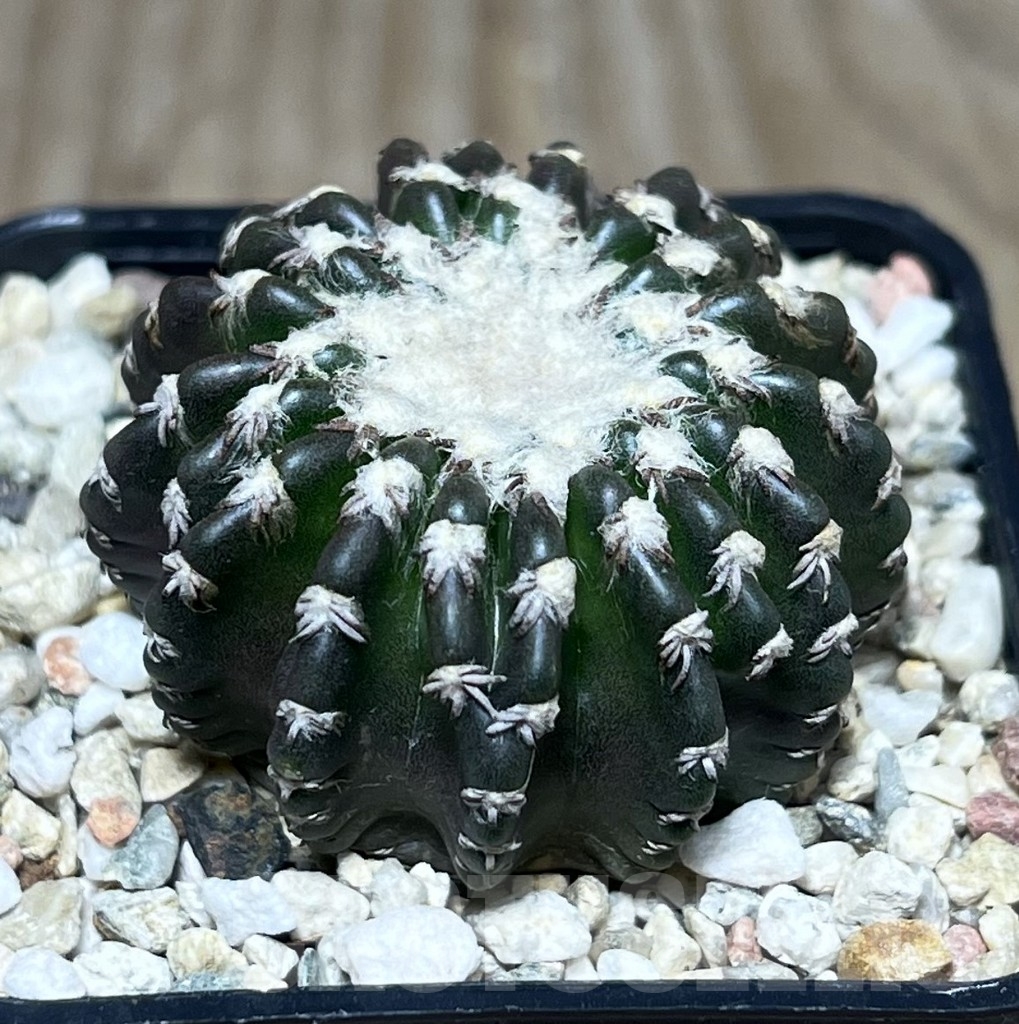 SHPR23406 Discocactus horstii – Cactus-online