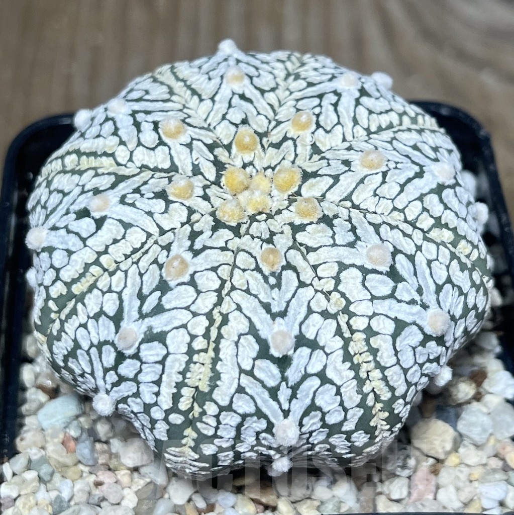 SHPR23418 Astrophytum asterias ‘Super Kabuto V-Type’ Star Shape ...