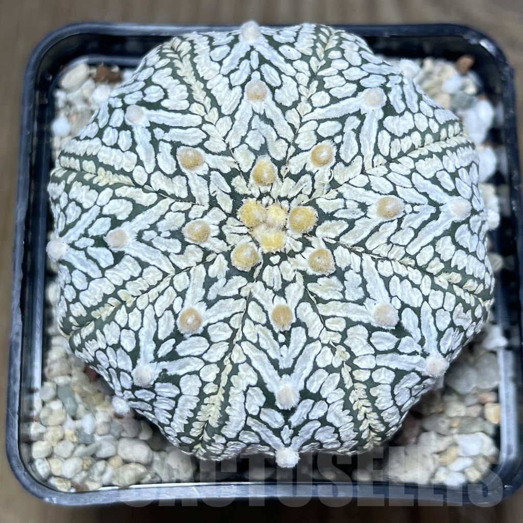 SHPR23418 Astrophytum asterias ‘Super Kabuto V-Type’ Star Shape ...