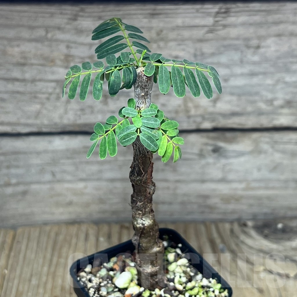 SHPR23650 Senna meridionalis – Кактус онлайн