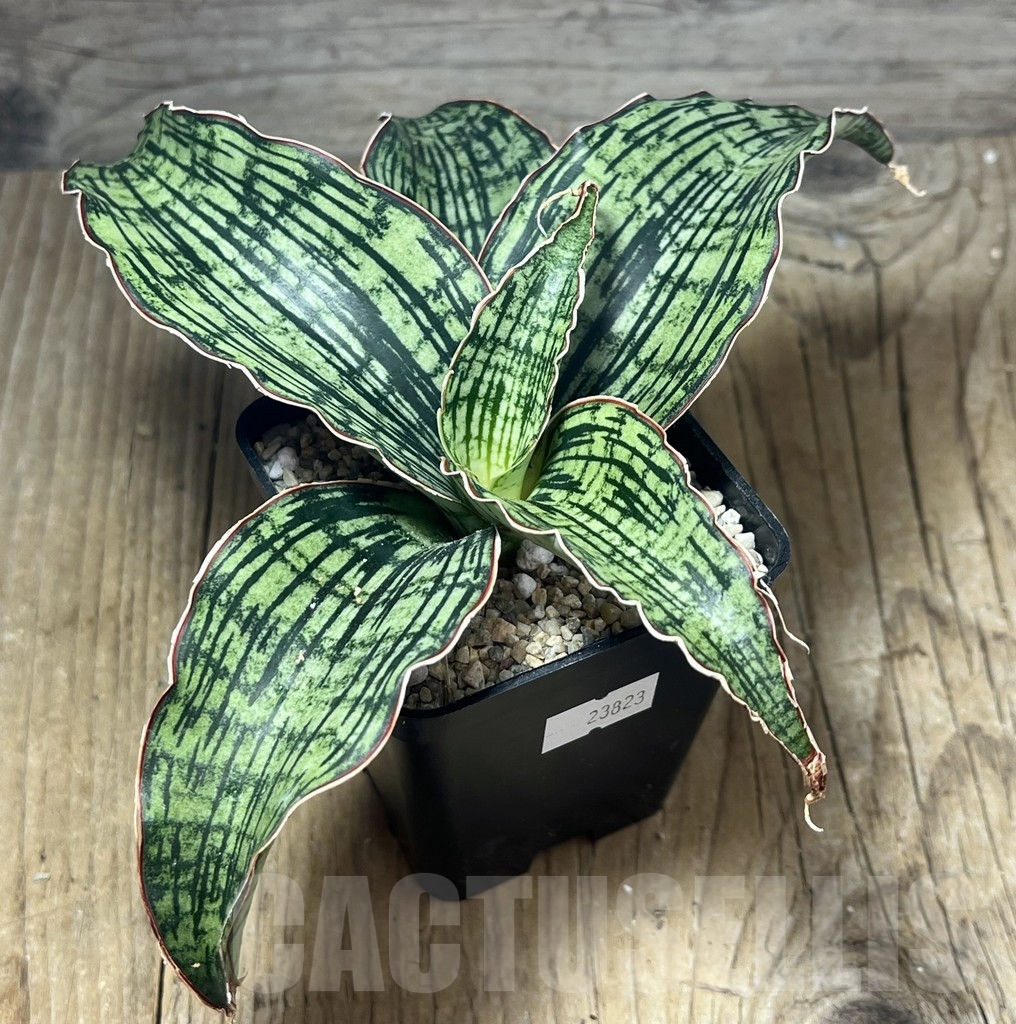 SHPR23823 Sansevieria 'Cleopatra' - Кактус онлайн