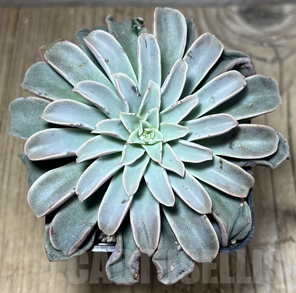 SHPR23857 Echeveria 'Fantastic Fountain' - Кактус онлайн