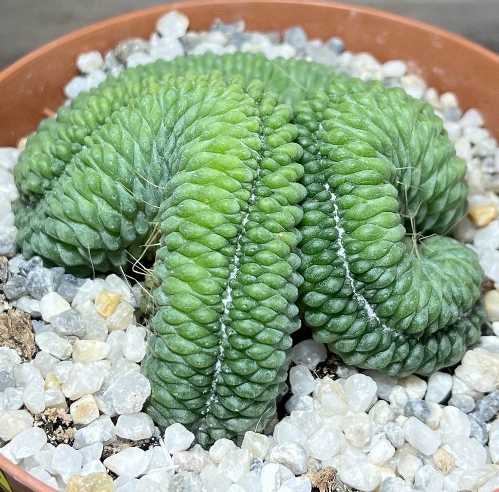 SHPR23910 Mammillaria 'Un Pico' f. cristata - Кактус онлайн