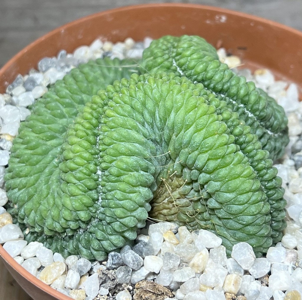 SHPR23910 Mammillaria 'Un Pico' f. cristata - Кактус онлайн