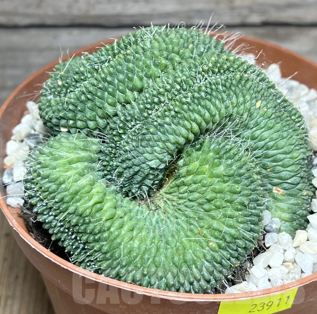 SHPR23911 Mammillaria 'Un Pico' f. cristata - Кактус онлайн