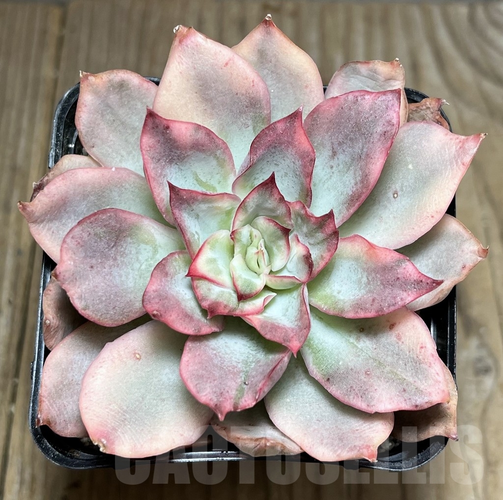 SHPR23938 Echeveria ‘Moon Goddess’ f. variegata – Cactus-online
