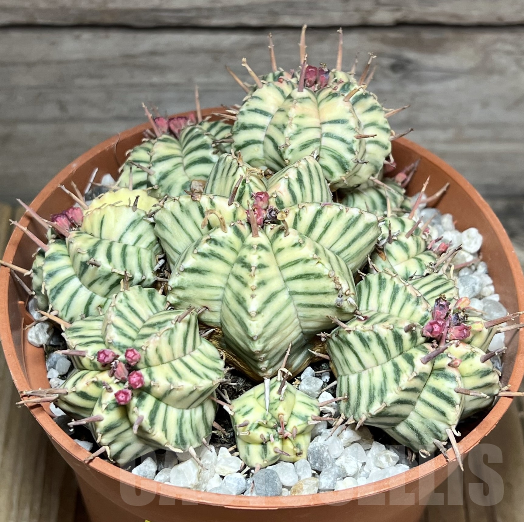 SHPR23994 Euphorbia meloformis f. variegata - Кактус онлайн