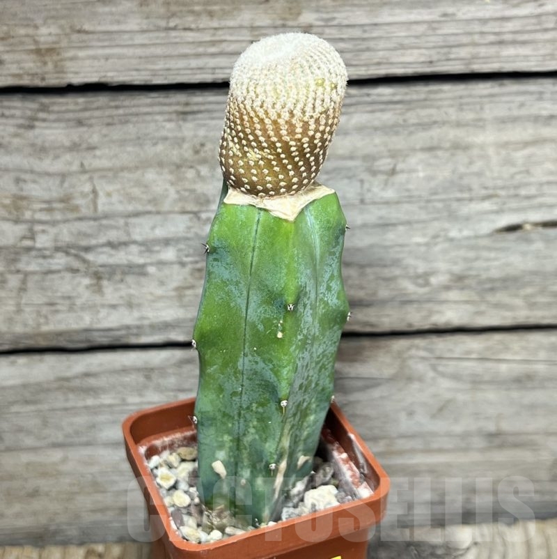 SHPR24273 Yavia cryptocarpa, grafted – Cactus-online