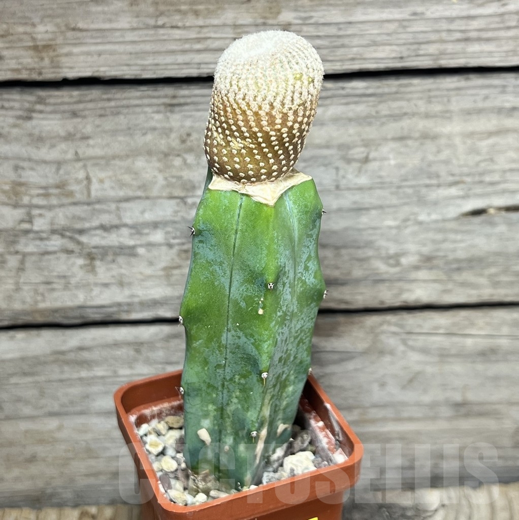 SHPR24273 Yavia cryptocarpa, grafted – Cactus-online