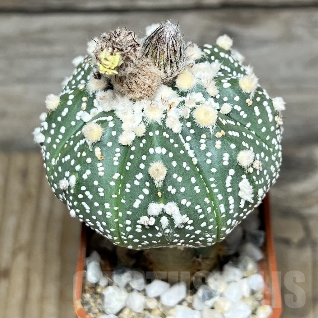 SHPR24275 Astrophytum asterias ‘Hanazono’, grafted - Кактус онлайн
