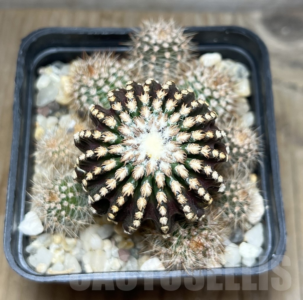 SHPR24281 Discocactus horstii - Кактус онлайн