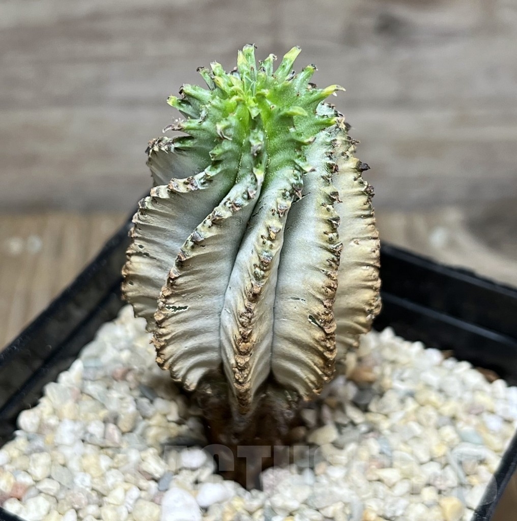 SHPR24629 Euphorbia polygona ' Super White', grafted - Кактус онлайн