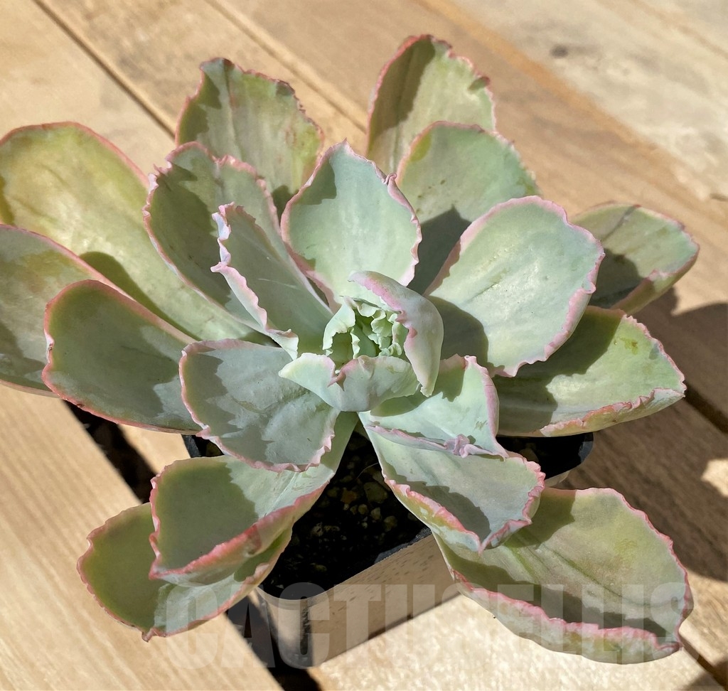 SHPR23450 Echeveria chantilly 'Green mint' - Кактус онлайн