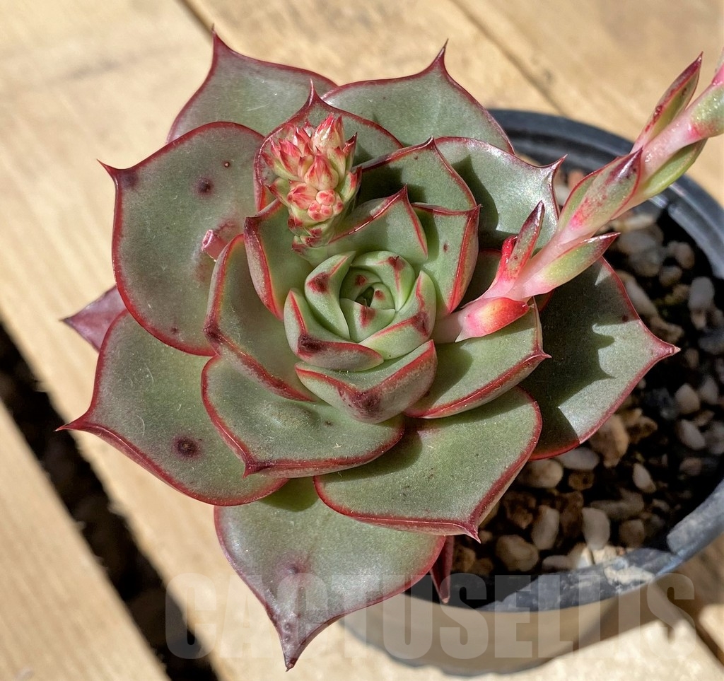 SHPR23461 Echeveria 'Matador' - Кактус онлайн