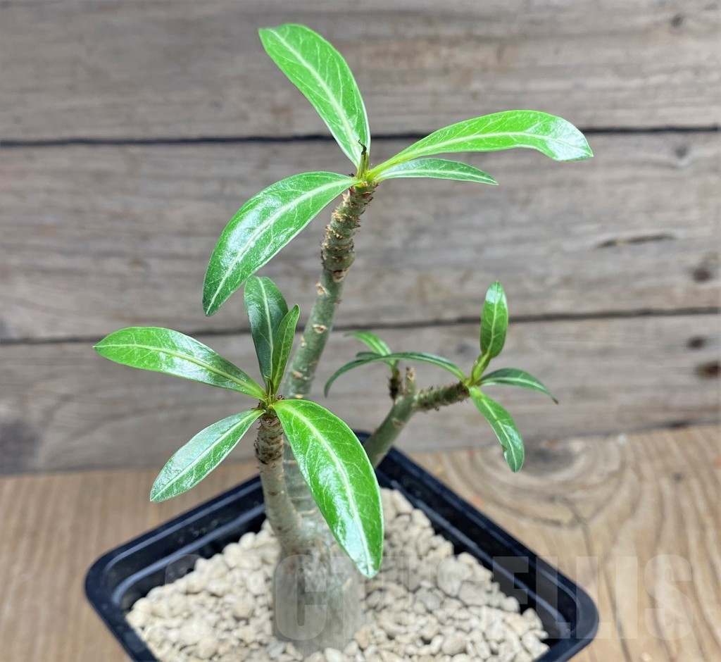 SHPR24811 Adenium somalense v. nova - Кактус онлайн