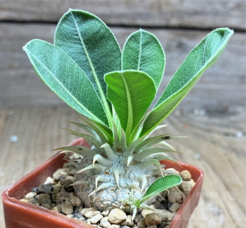 SHPR24895 Pachypodium eburneum, dull hairy leaf – Cactus-online