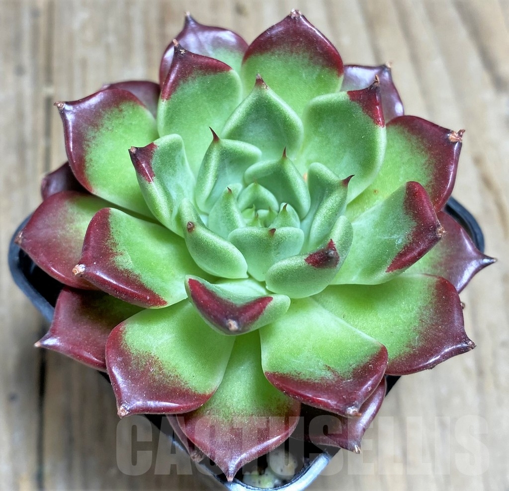 SHPR24909 Echeveria 'Halloween' - Кактус онлайн