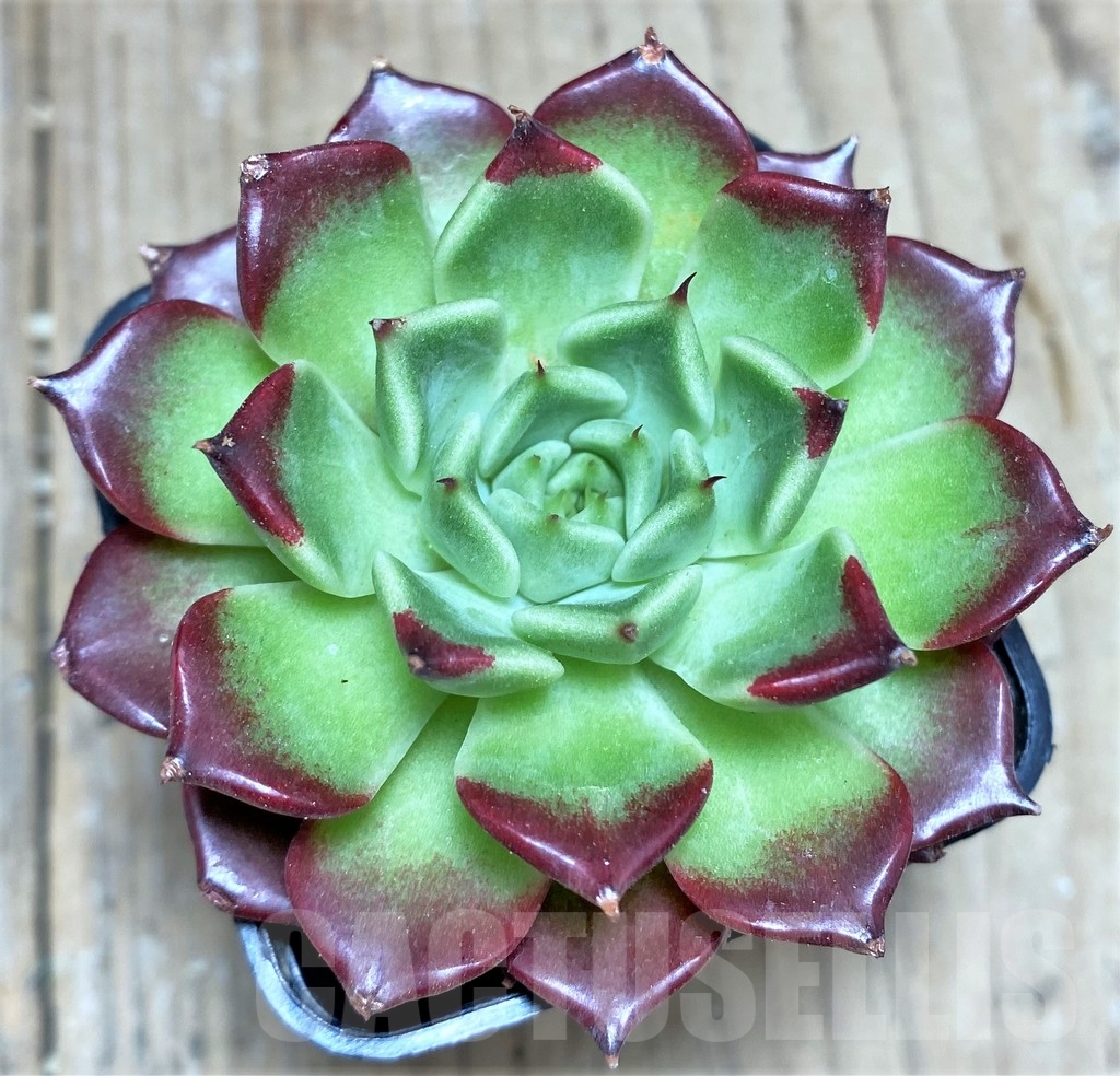 SHPR24909 Echeveria 'Halloween' - Кактус онлайн