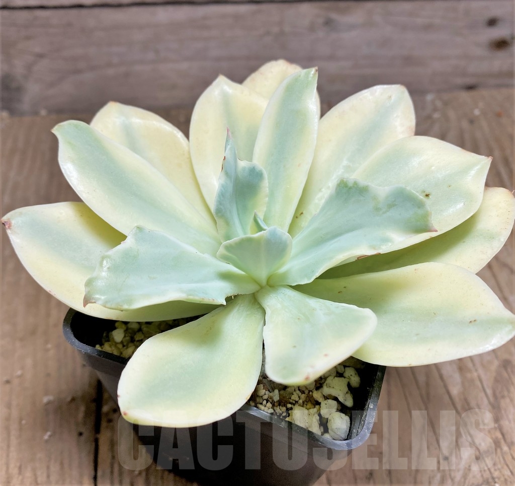 SHPR24933 Echeveria 'Moon River' f. variegata - Кактус онлайн