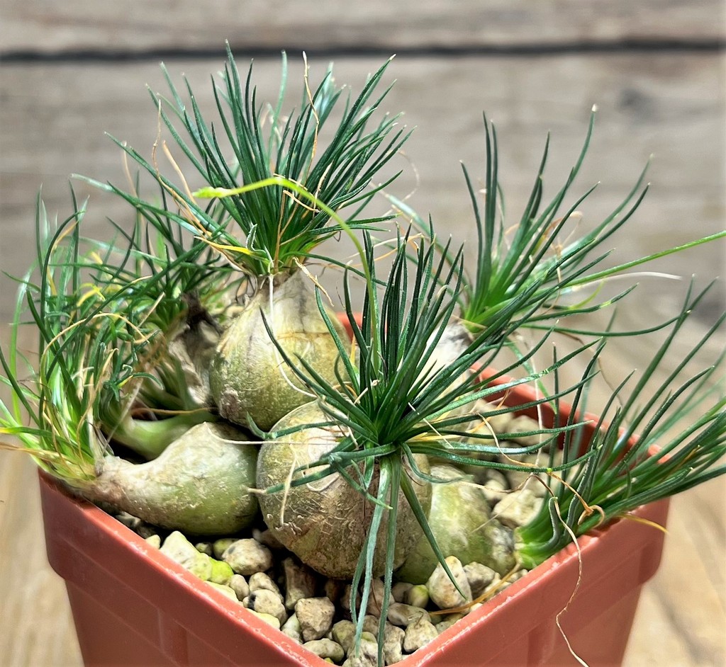 SHPR25074 Ornithogalum sardienii mini form - Кактус онлайн