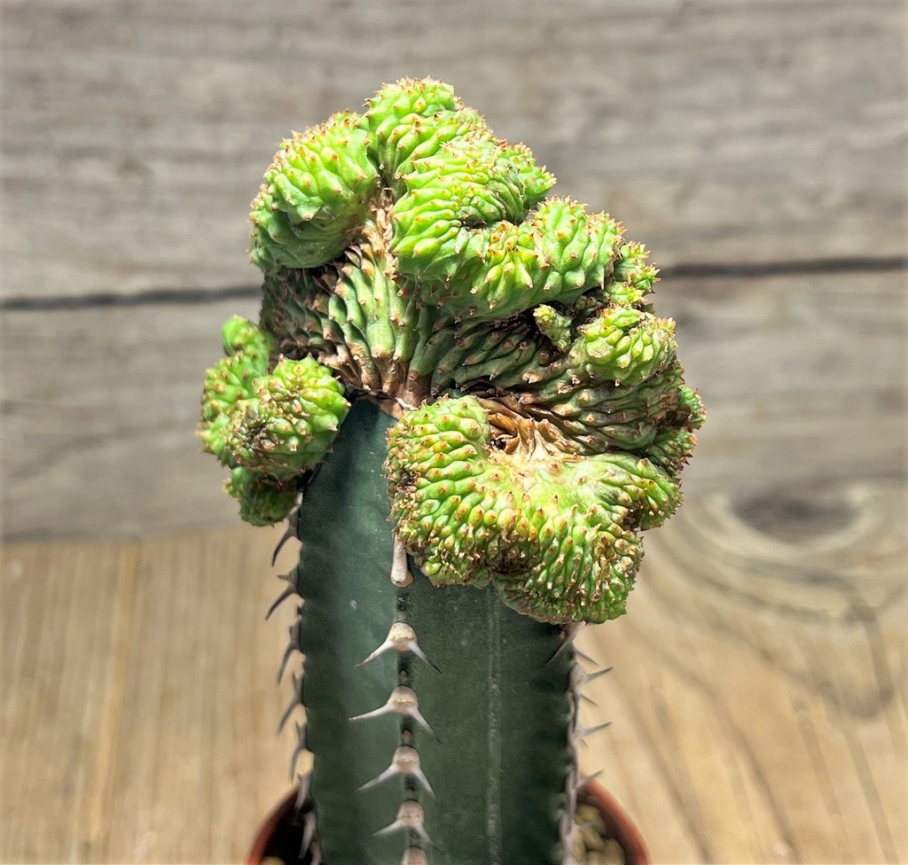 SHPR25077 Euphorbia pseudoglobosa f. cristata, grafted - Кактус онлайн