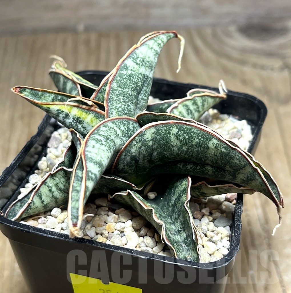SHPR25453 Sansevieria kukubima – Cactus-online