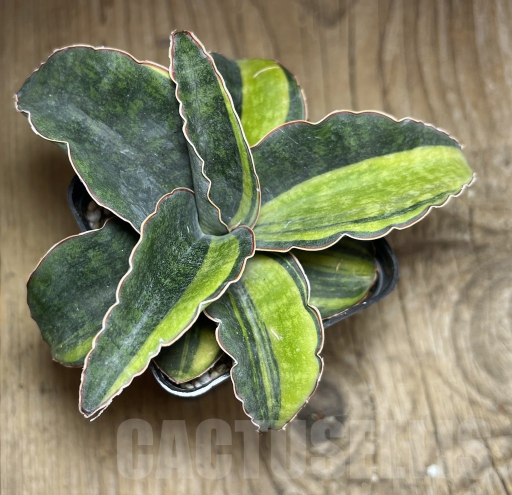 SHPR25458 Sansevieria 'Macrophylla' - Кактус онлайн