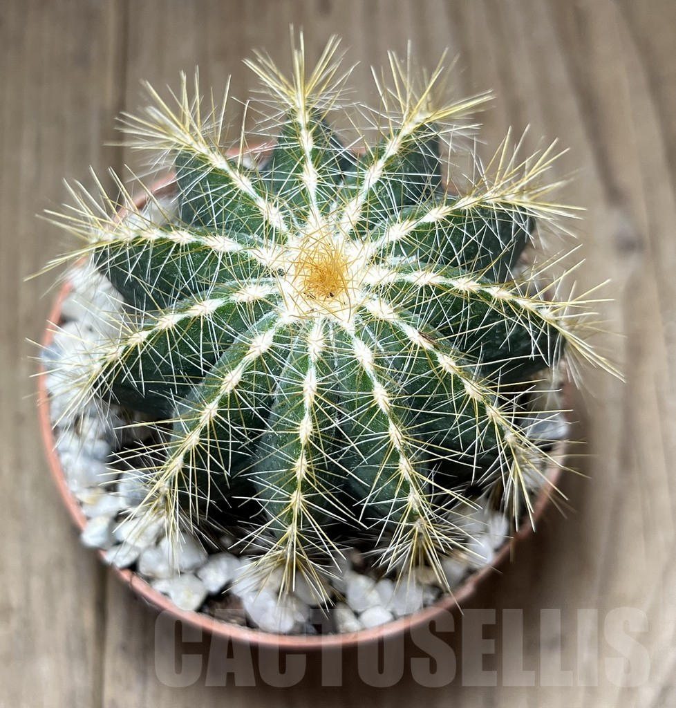 SHPR26089 Notocactus magnificus - Кактус онлайн