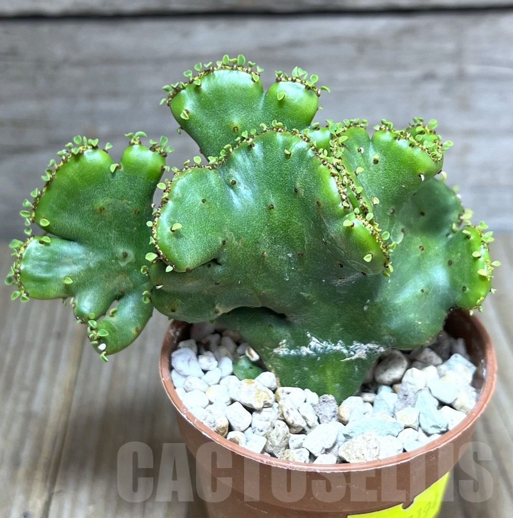 SHPR27194 Euphorbia leucodendron f. cristata – Кактус онлайн