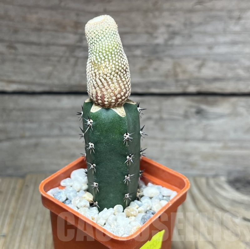 SHPR27535 Yavia cryptocarpa, grafted – Cactus-online