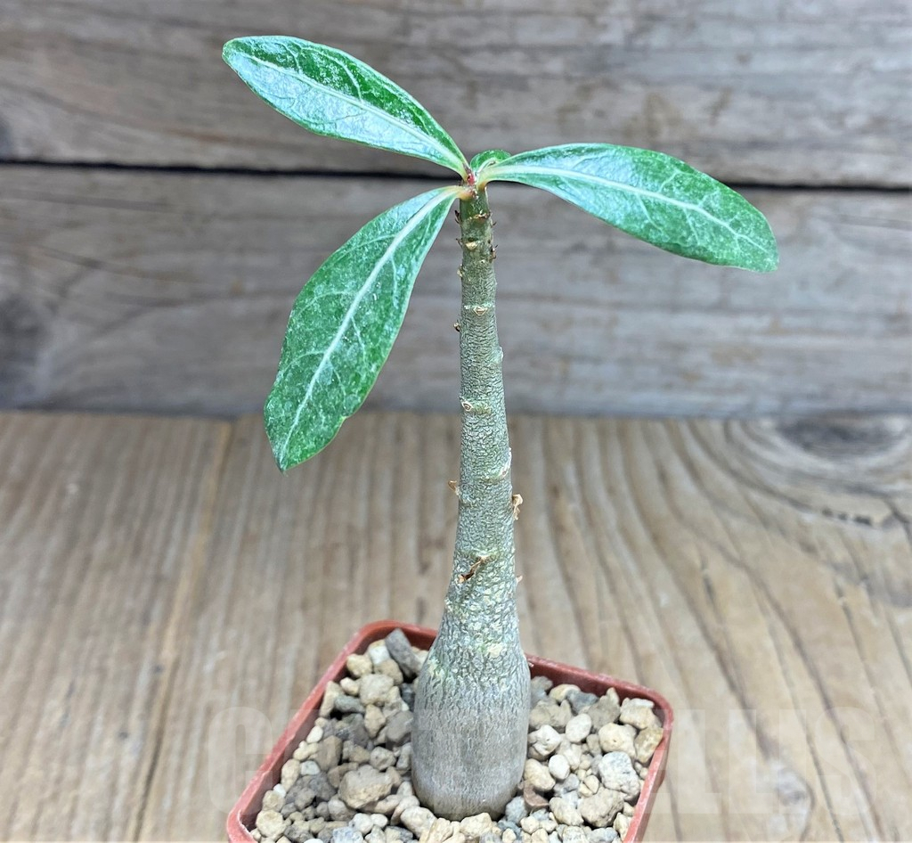 SHPR25958 Adenium somalense v. nova – Cactus-online