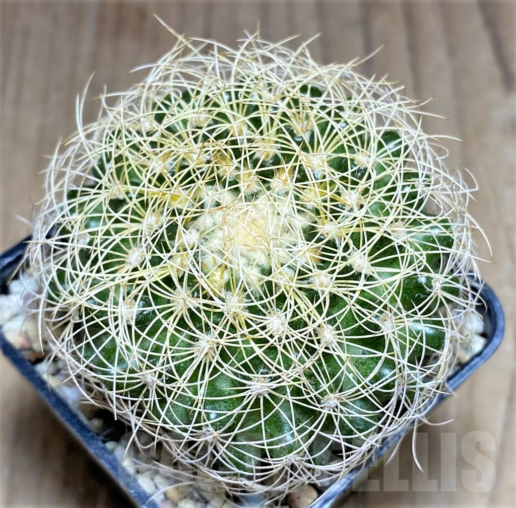 SHPR26144 Discocactus araneispinus – Кактус онлайн