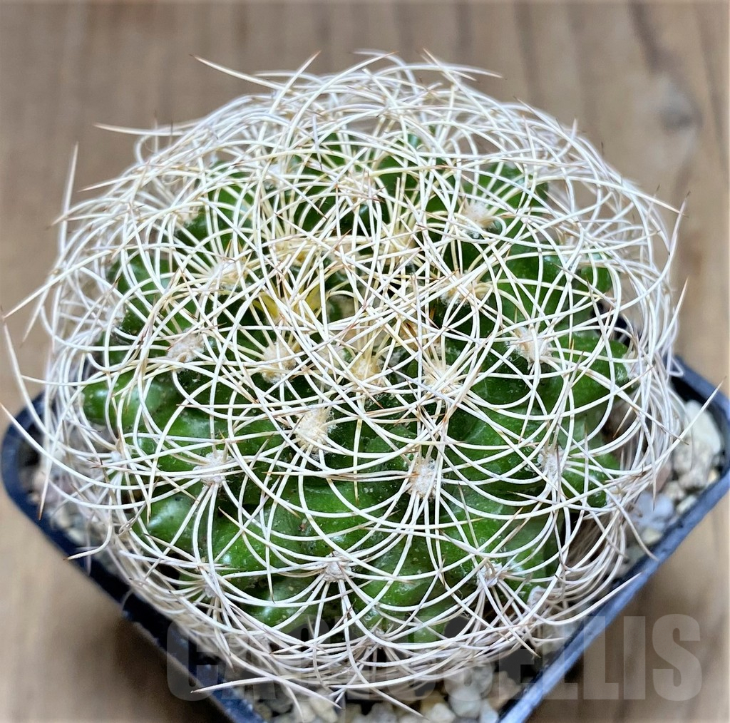 SHPR26145 Discocactus araneispinus - Кактус онлайн