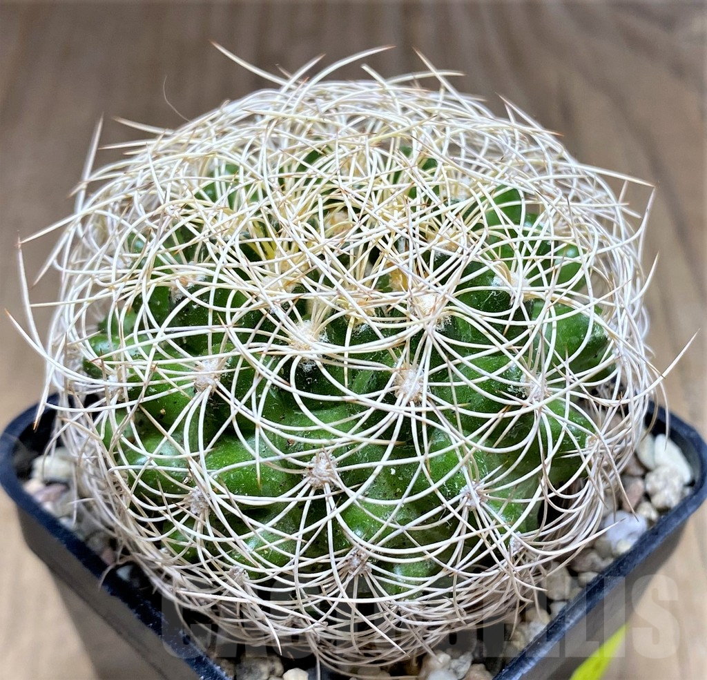 SHPR26145 Discocactus araneispinus - Кактус онлайн