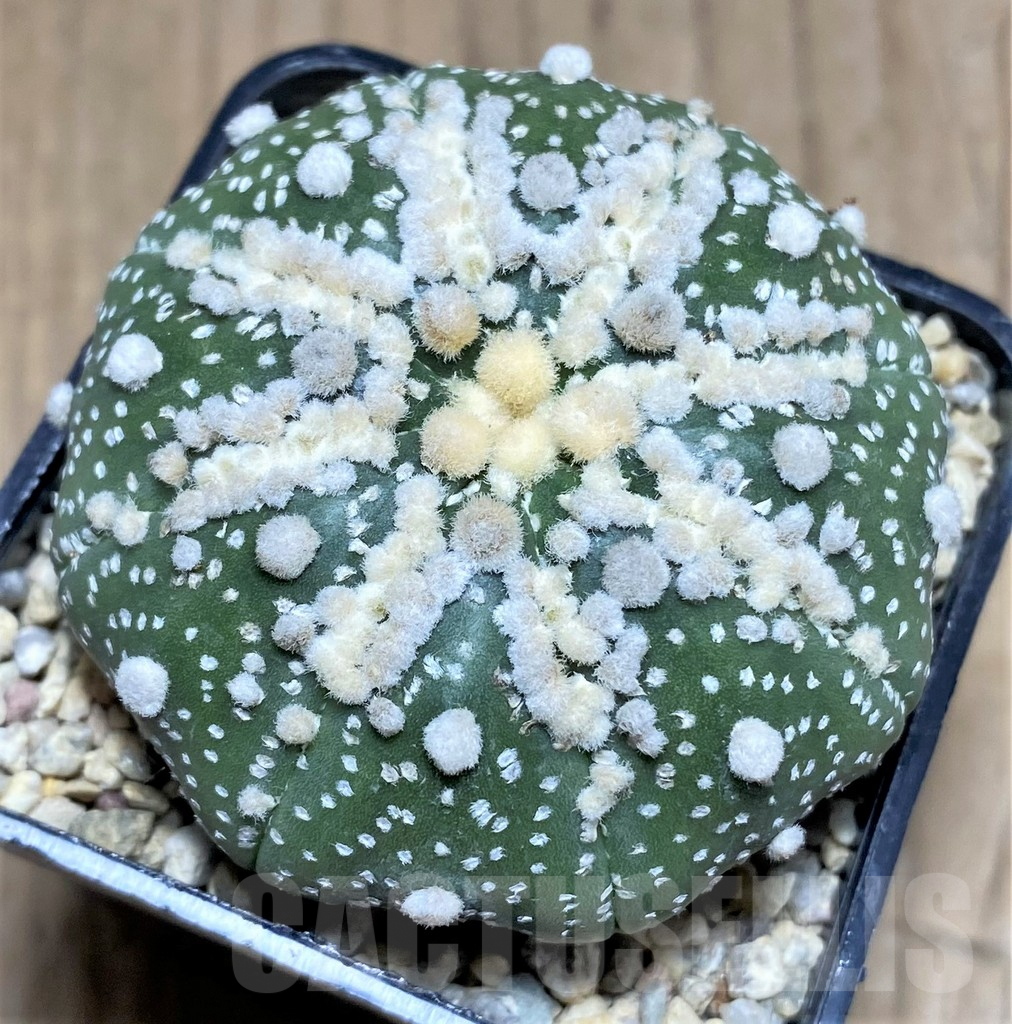 SHPR26209 Astrophytum asterias ‘Hanazono’ – Cactus-online