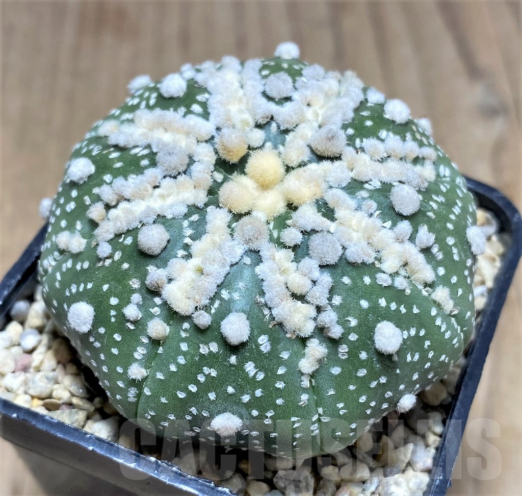 SHPR26209 Astrophytum asterias ‘Hanazono’ – Cactus-online