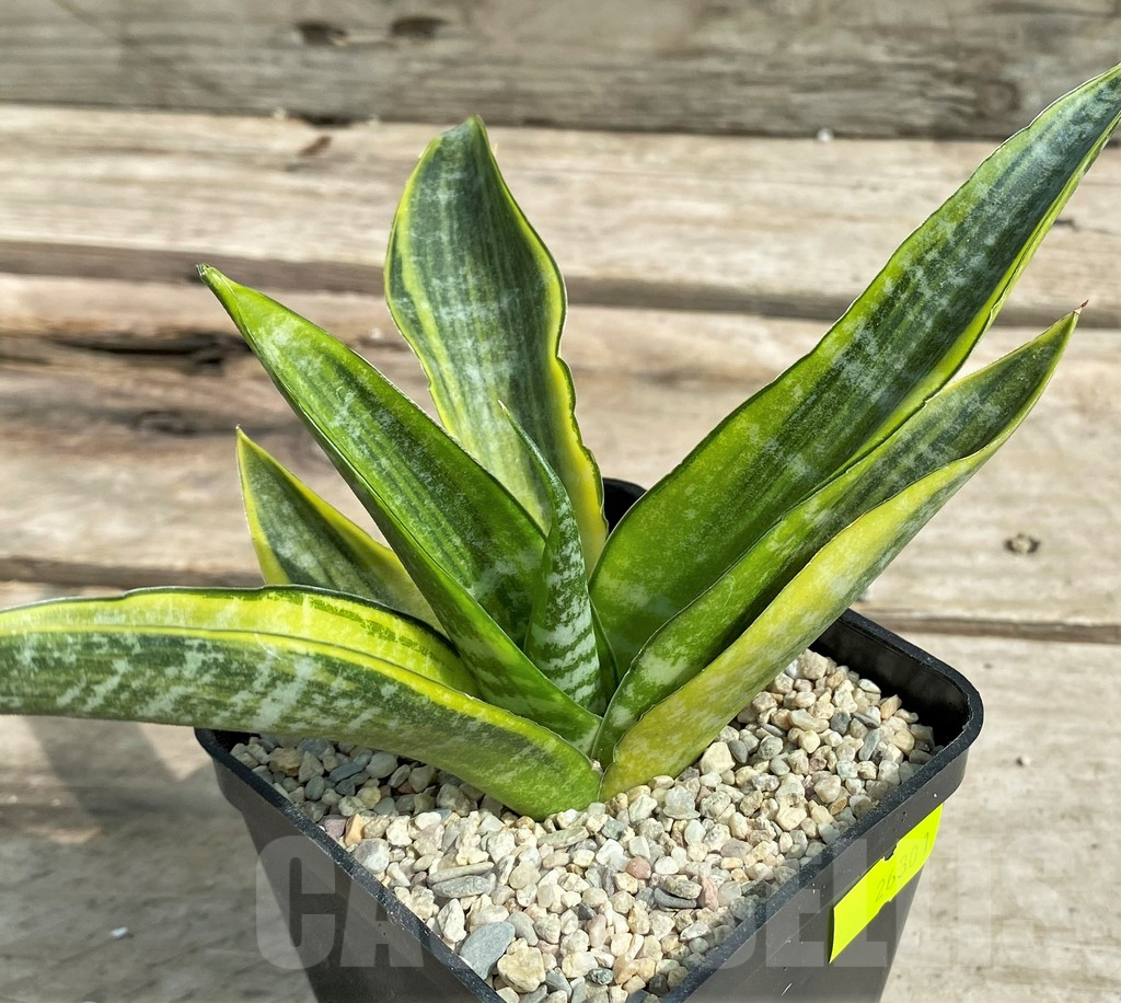 SHPR26301 Sansevieria 'Cordova' f. variegata - Кактус онлайн