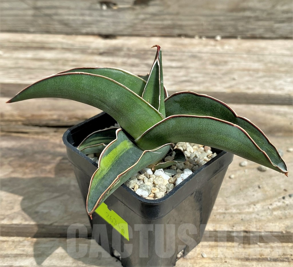 SHPR26348 Sansevieria 'Zanciberica' f. variegata - Кактус онлайн
