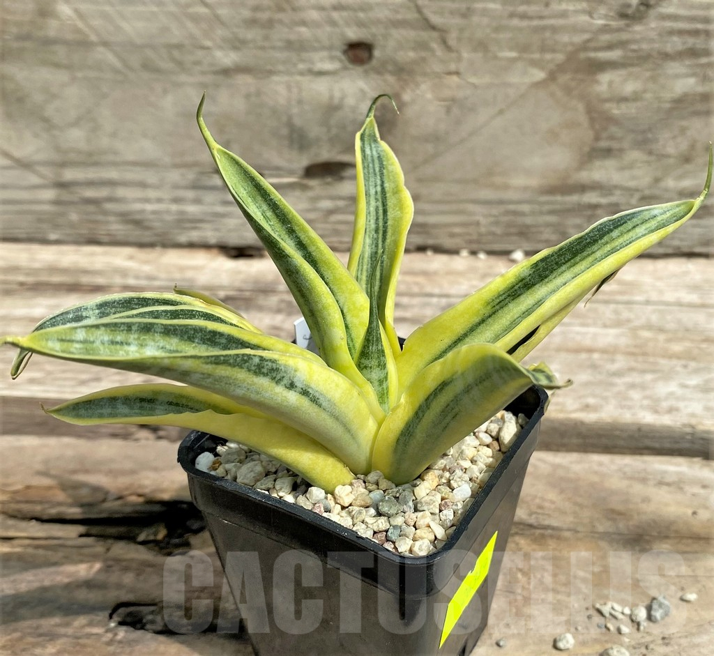 SHPR26349 Sansevieria ‘Siam Gold’ - Кактус онлайн