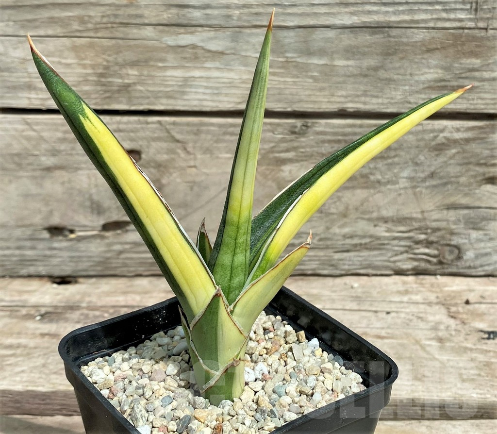 SHPR26356 Sansevieria downsii f. variegata - Кактус онлайн