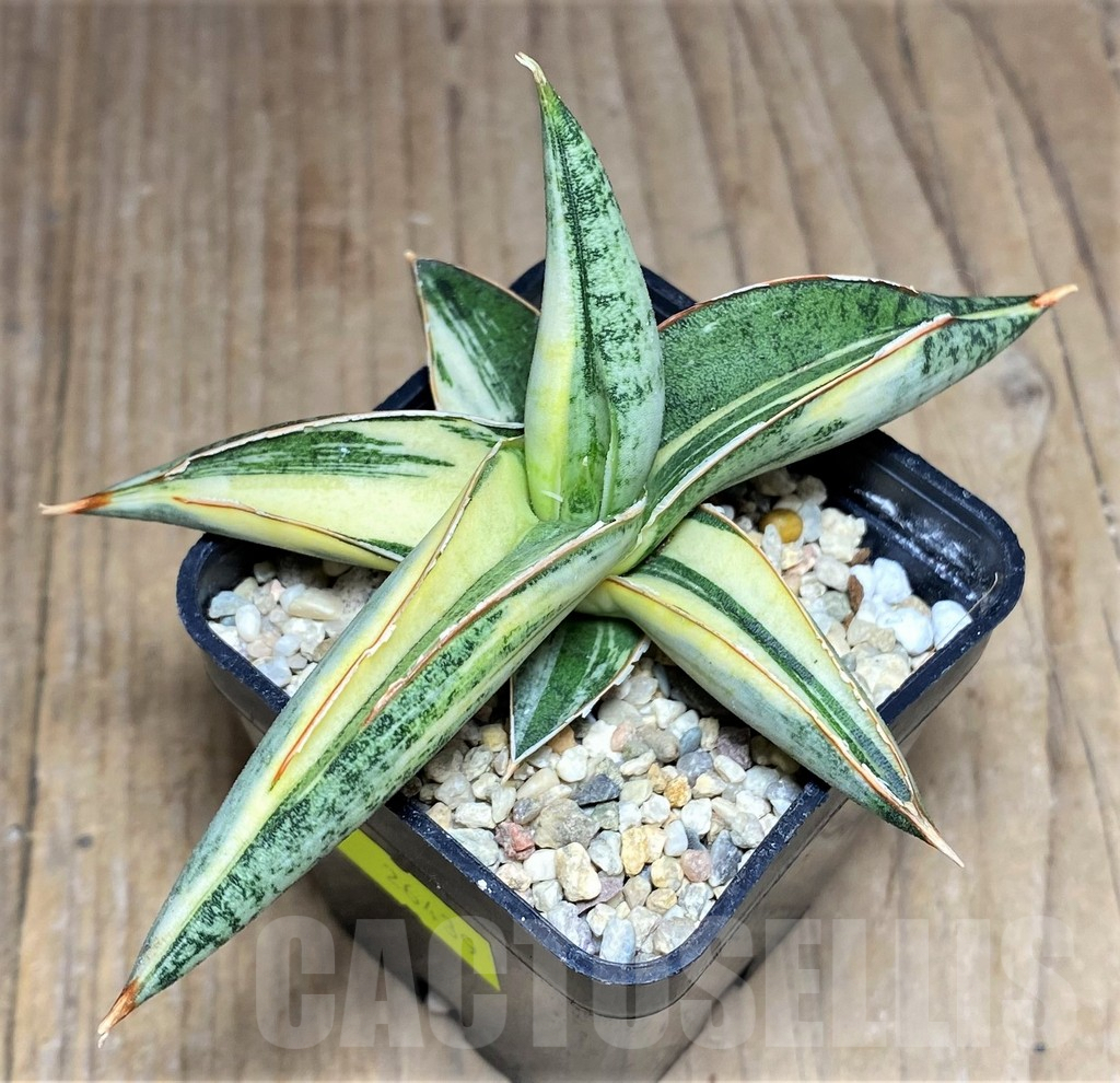 SHPR26439 Sansevieria Lav 1970 f. variegata - Кактус онлайн